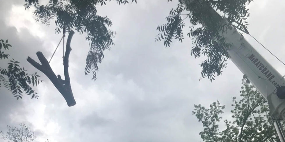 How to Remove a Large Tree l How to Cut Down a Mature Tree